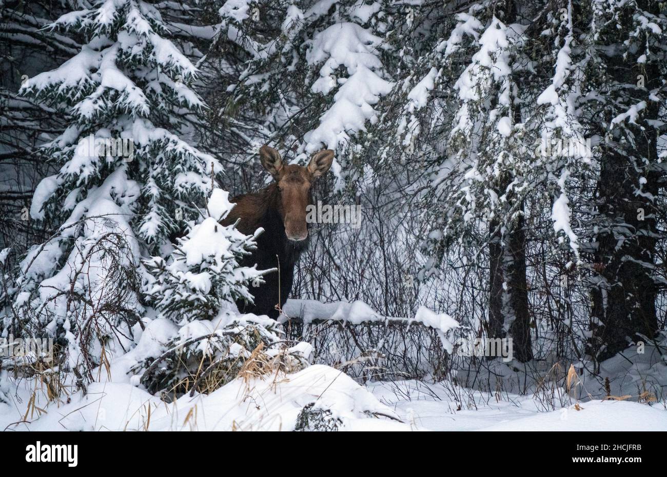 Moose in the Snow in Riding Mountain Provincial Park Canada Stock Photo ...