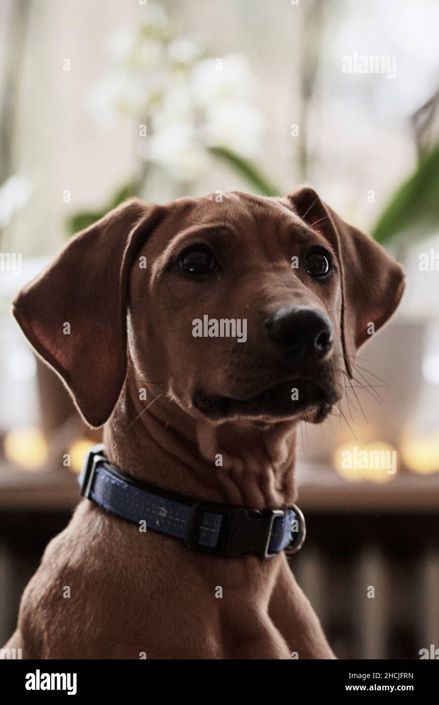 Rhodesian ridgeback puppy hi-res stock photography and images - Alamy