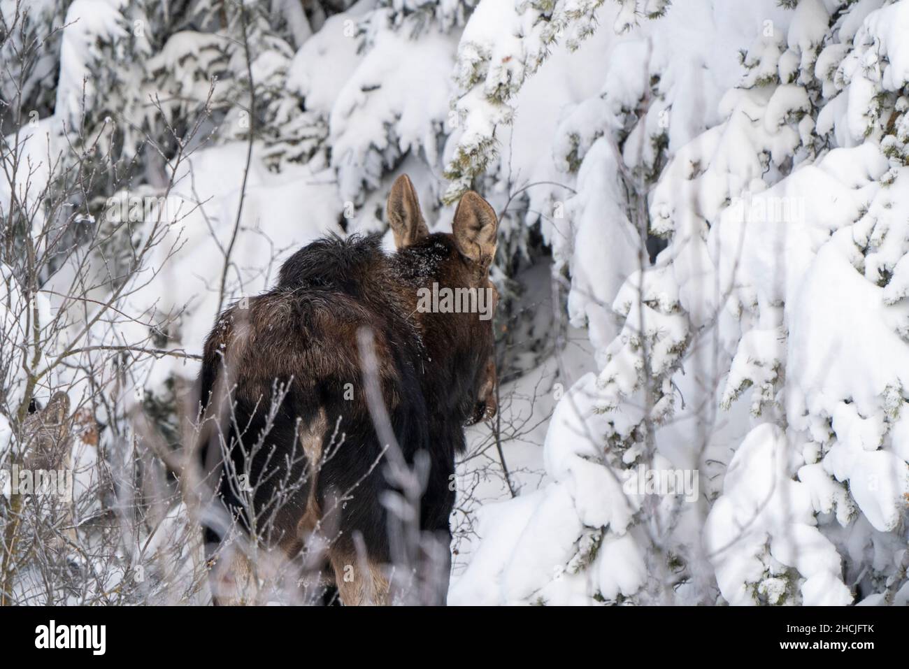 Moose in the Snow in Riding Mountain Provincial Park Canada Stock Photo ...