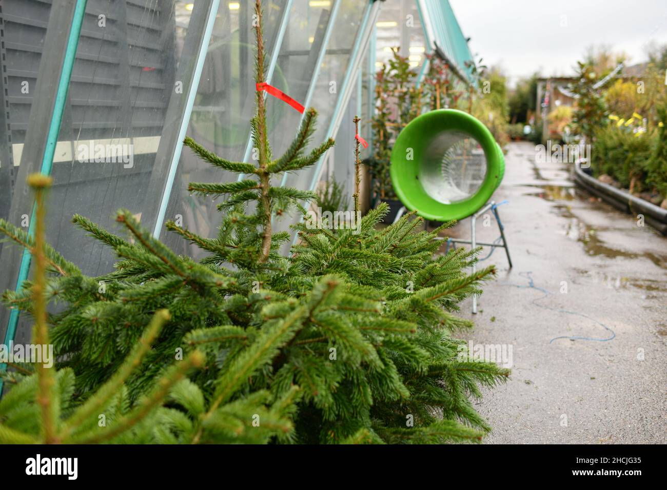 Christmas tree wrapping device Packed in a plastic net Stock Photo - Alamy