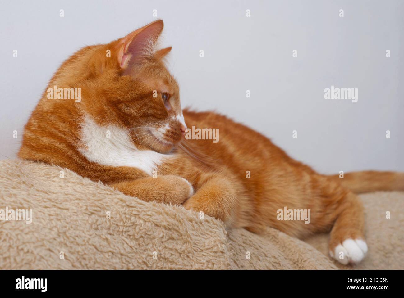 Ginger cat on a blanket Stock Photo - Alamy
