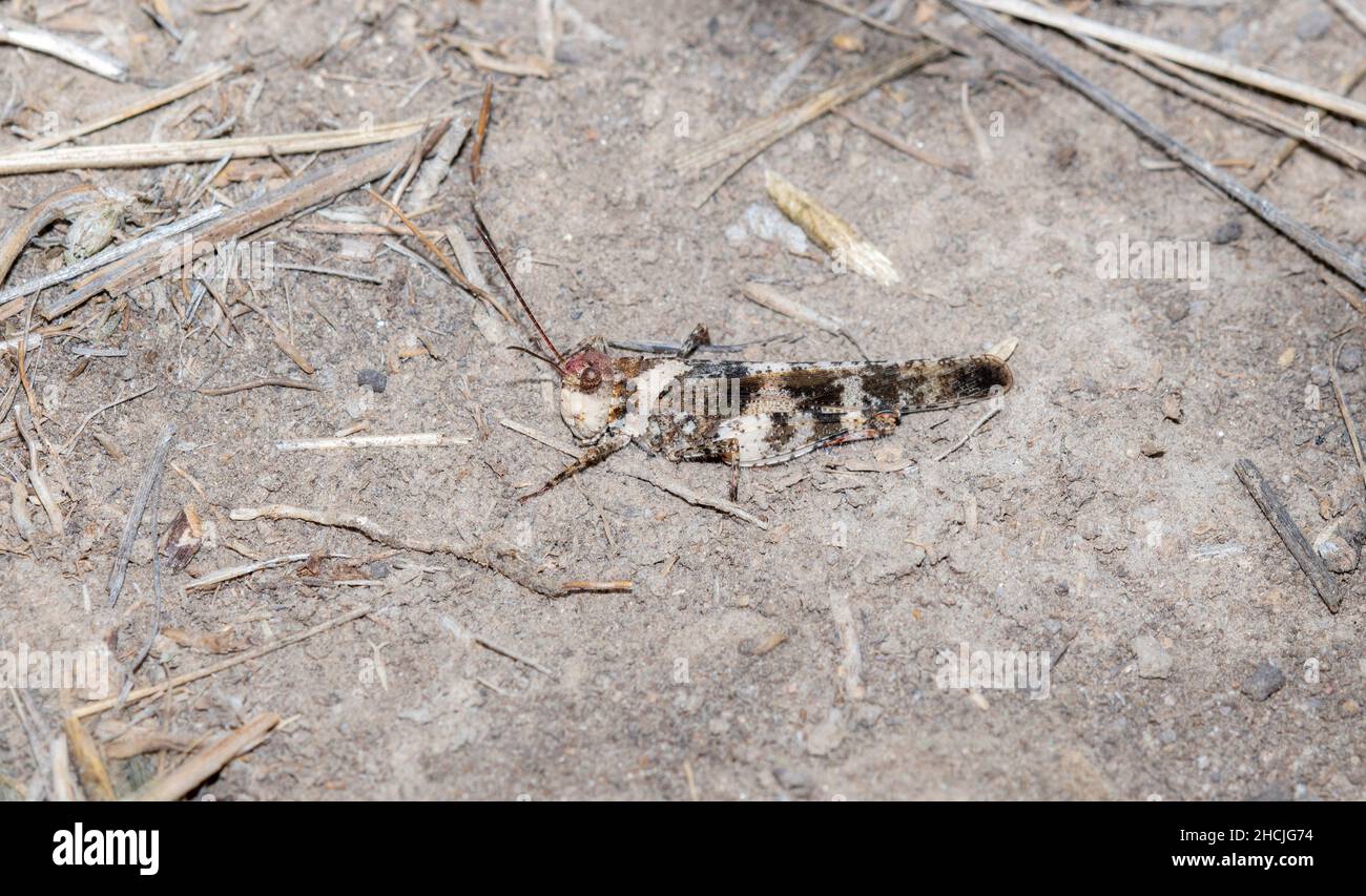 Spharagemon hi-res stock photography and images - Alamy