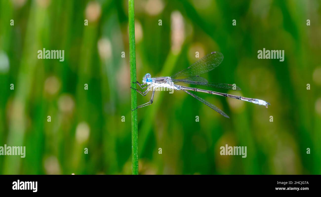 Congener hi-res stock photography and images - Alamy