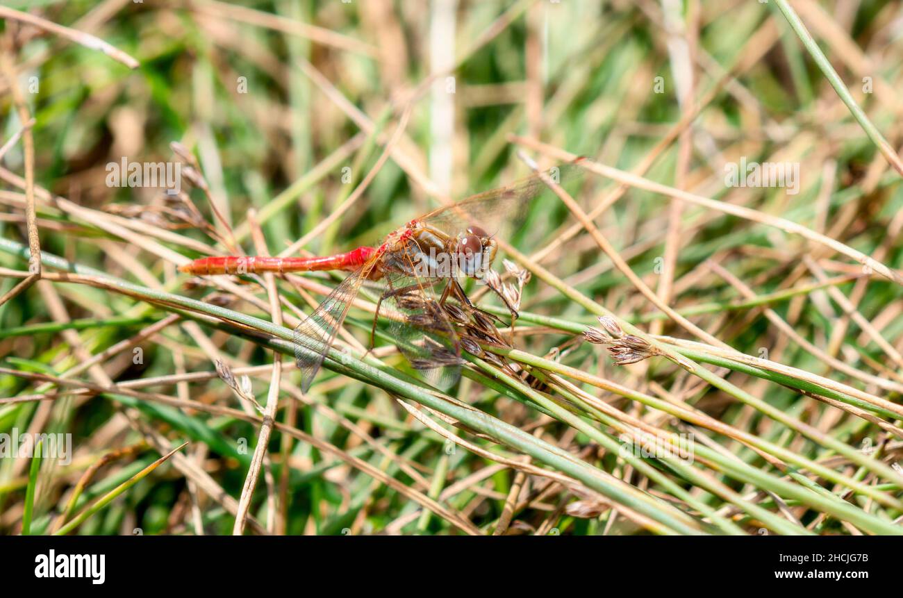 A Striped Meadowhawk (Sympetrum pallipes) Dragonfly Perched on Low ...