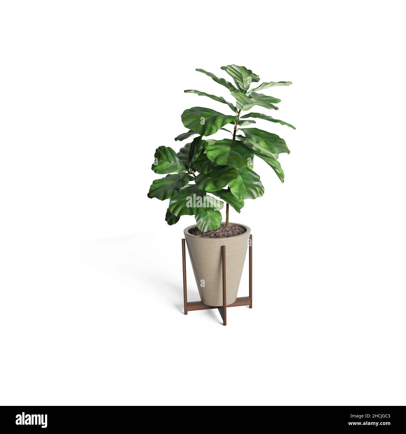 Decorative Ficus Lyata tree planted white ceramic pot isolated on white ...