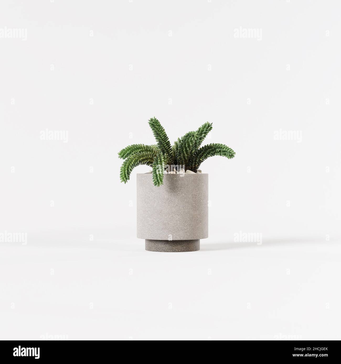 Decorative stone lotus tree planted concrete pot isolated on white ...