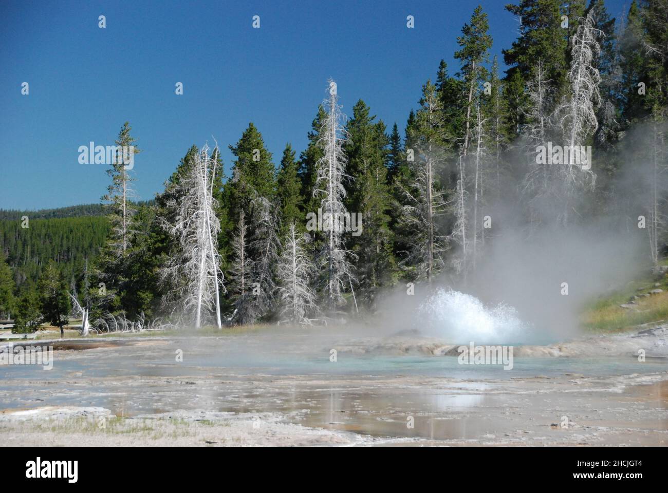 Geyser in Yellowstone Stock Photo - Alamy
