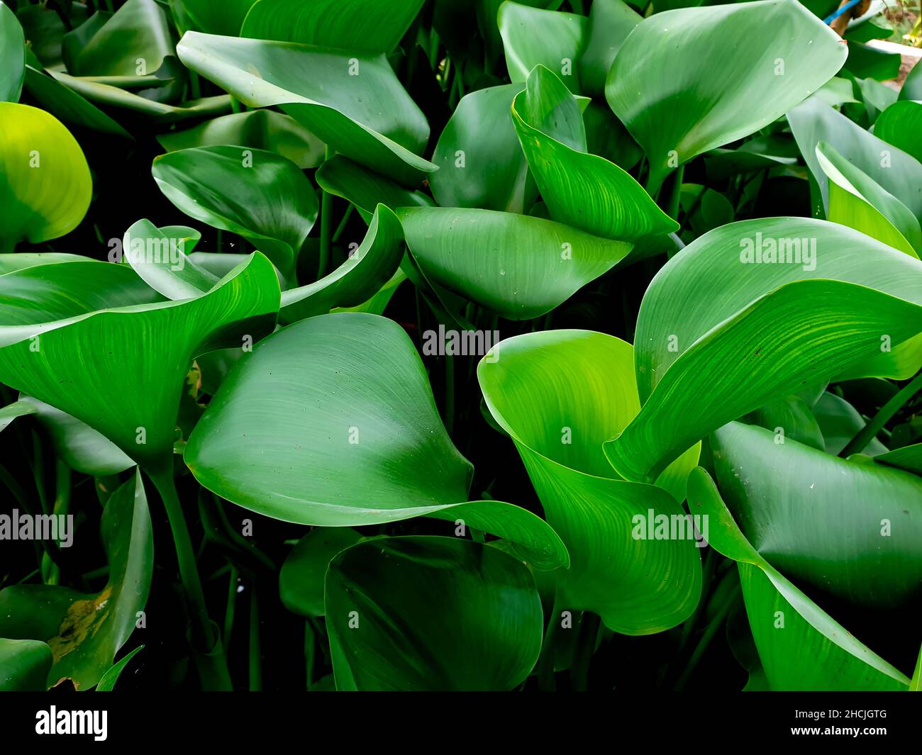 natural dark green water hyacinth for background and wallpaper Stock ...