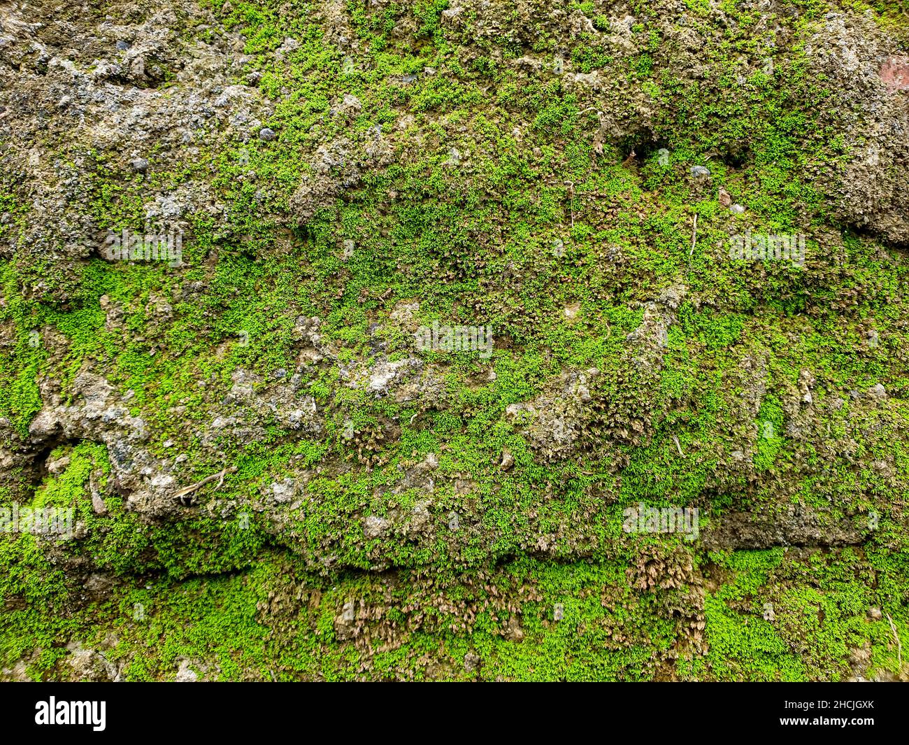 mossy wall surface texture for background and backdrop Stock Photo - Alamy