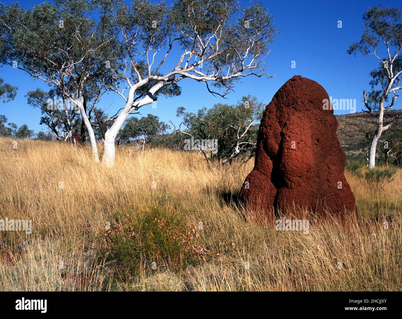 2 metre high Ant Hill and Eucalyptus Gum Trees, Pilbara, Northwest ...
