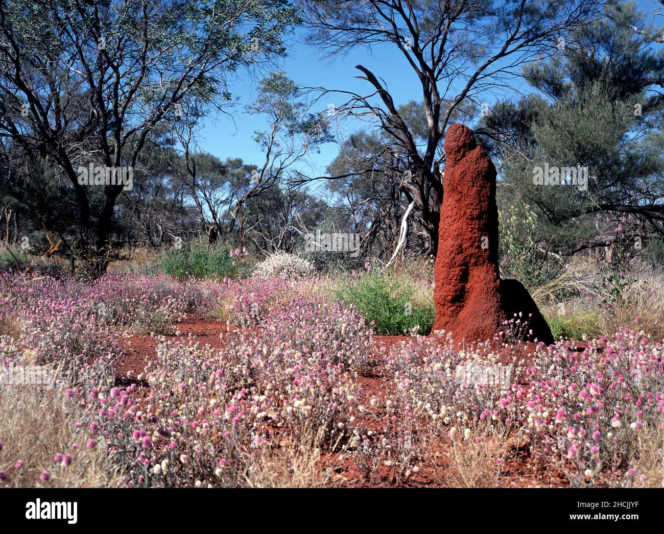 2 metre high Ant Hill and Eucalyptus Gum Trees, Pilbara, Northwest ...