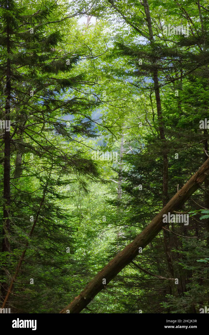 Appalachian Trail in the Great Smoky Mountains Stock Photo - Alamy