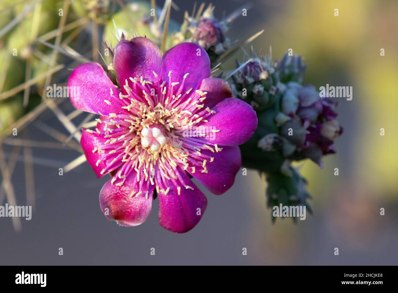 Chain Fruit Cholla (Cylindropuntia fulgida Stock Photo - Alamy