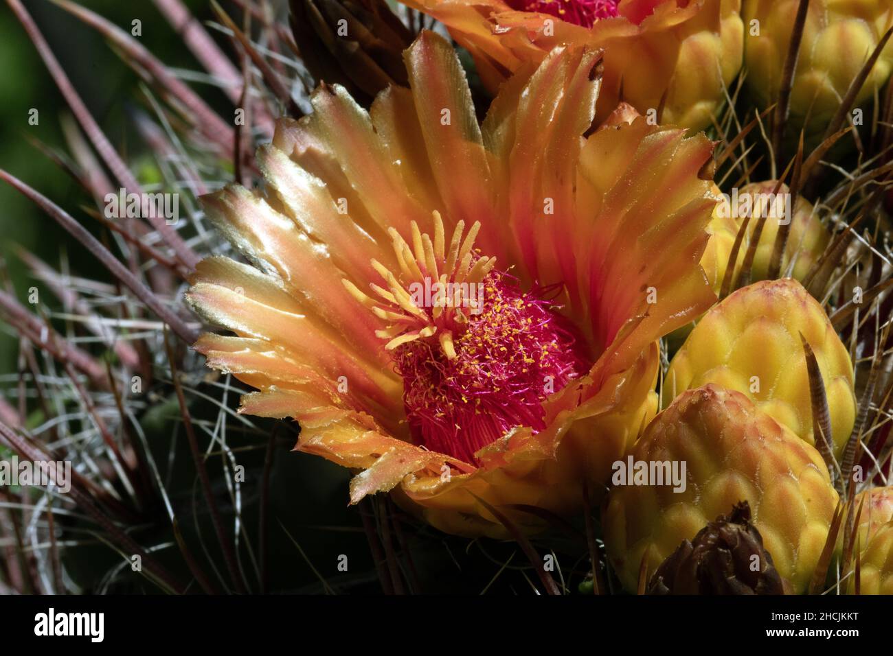 Fishhook barrel cactus hi-res stock photography and images - Alamy
