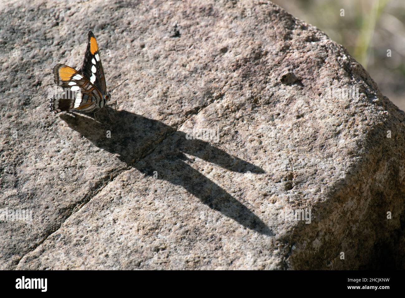 Arizona Sister (Adelpha eulalia) butterfly Stock Photo - Alamy