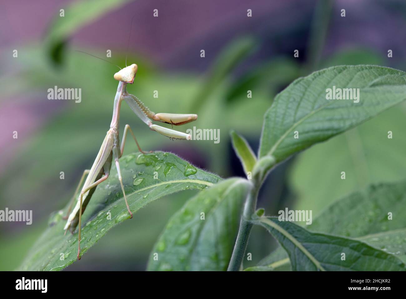 Arizona Praying Mantis High Resolution Stock Photography and Images - Alamy