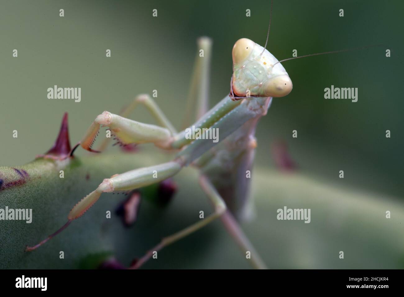 Arizona Mantis (Stagmomantis limbata Stock Photo - Alamy