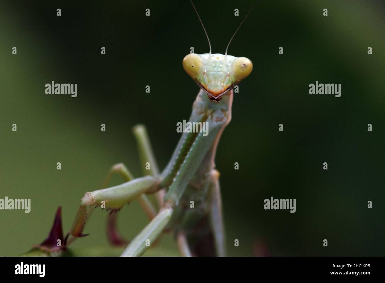 Arizona Mantis (Stagmomantis limbata Stock Photo - Alamy