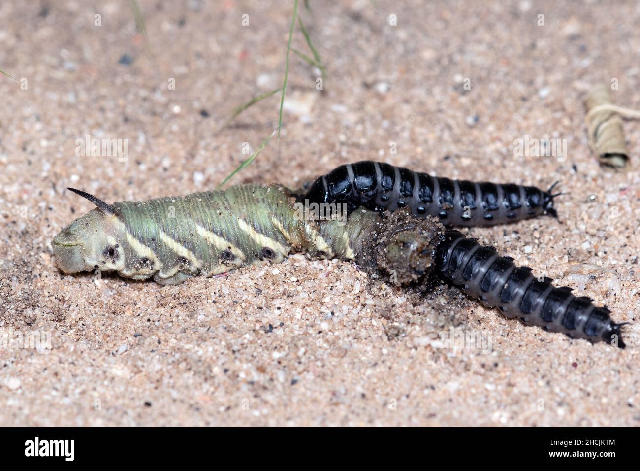 Beetle larva eating a hornworm caterpillar Stock Photo - Alamy