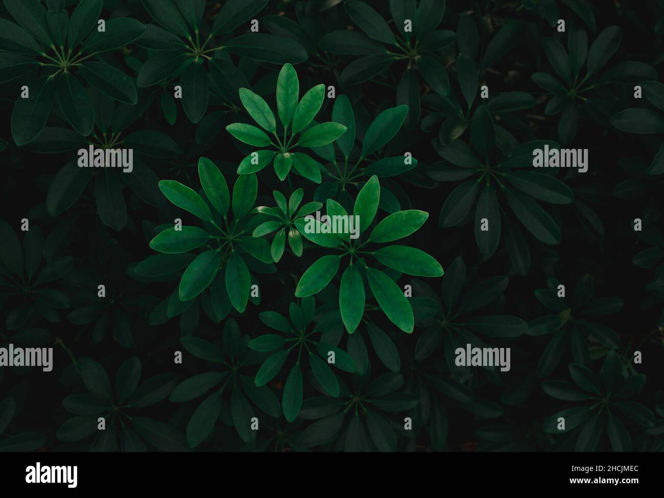 Green overlay hi-res stock photography and images - Alamy