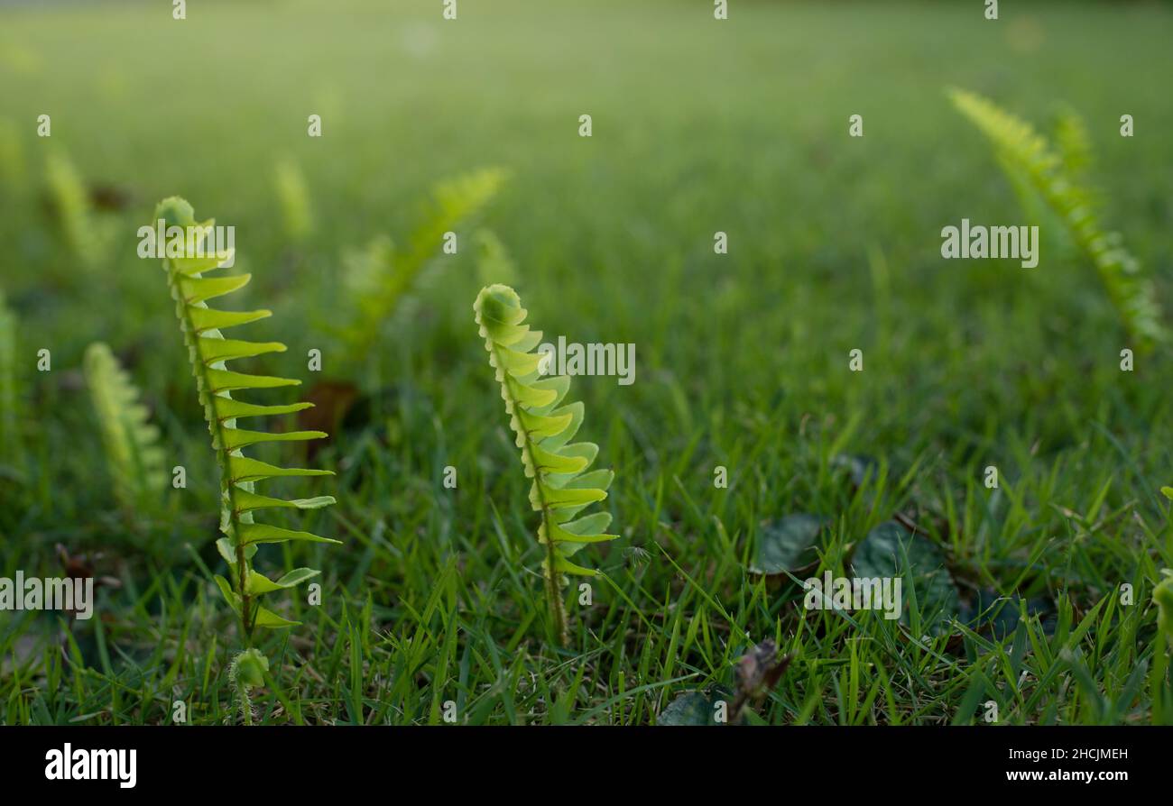 Green fern leaves grown on green grass. Tropical leaf Stock Photo - Alamy
