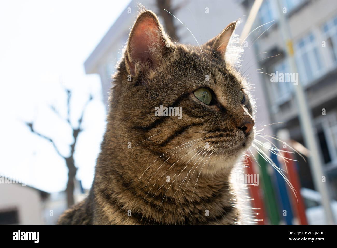 Domestic animals close up shot hi-res stock photography and images - Alamy