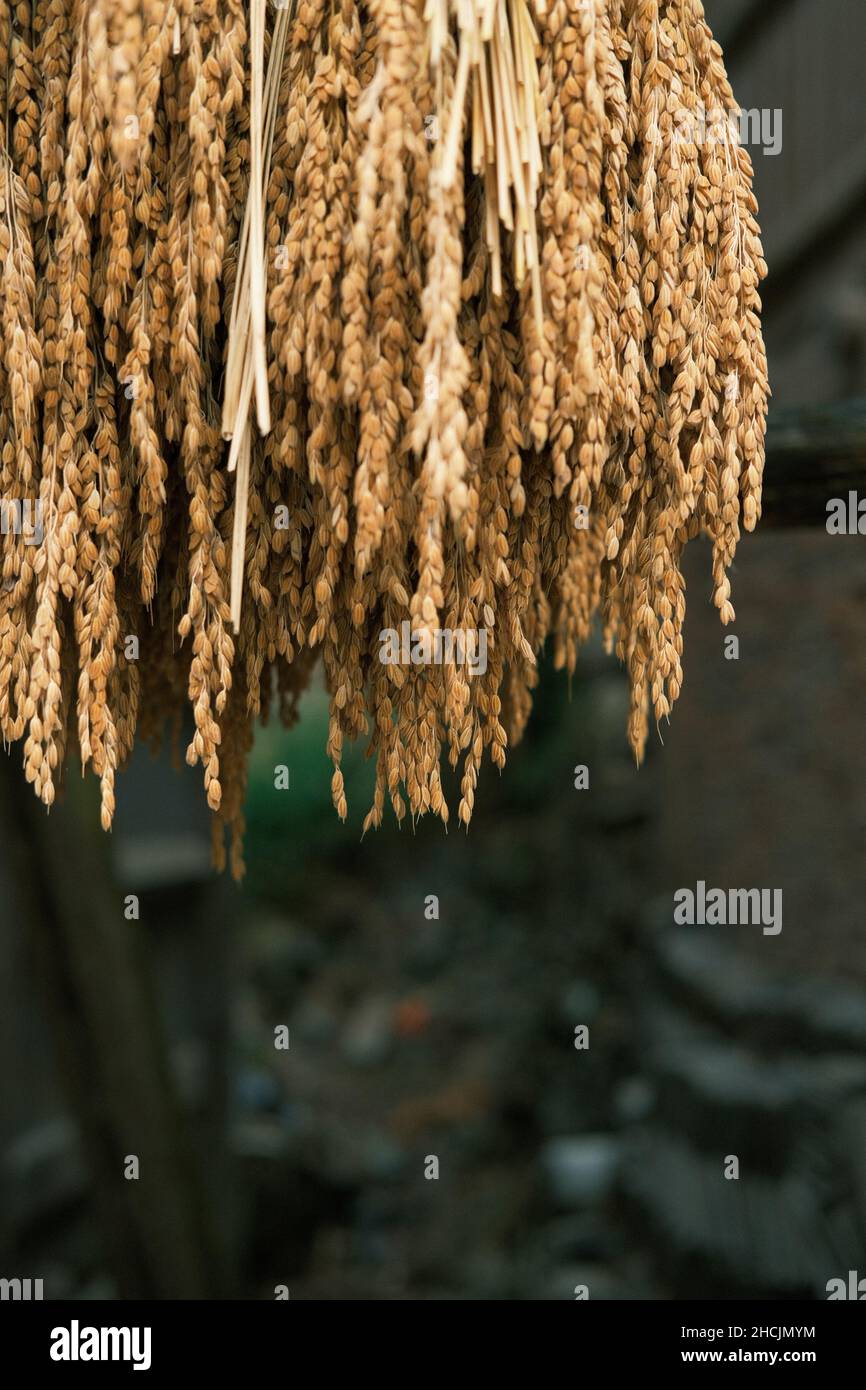 Dried up rice paddy hi-res stock photography and images - Alamy