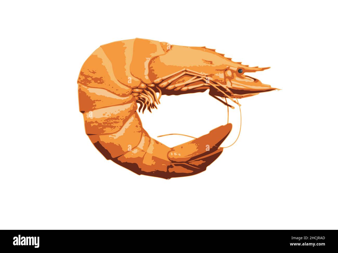 one vector prawn on a white background Stock Vector Image & Art - Alamy