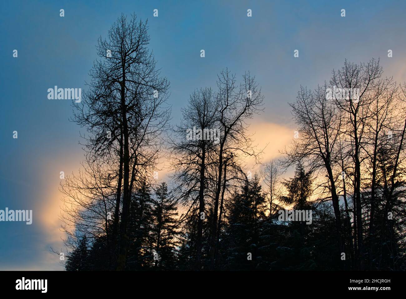 Cottonwood trees silhouetted agains sunset clouds in Southeast Alaska ...