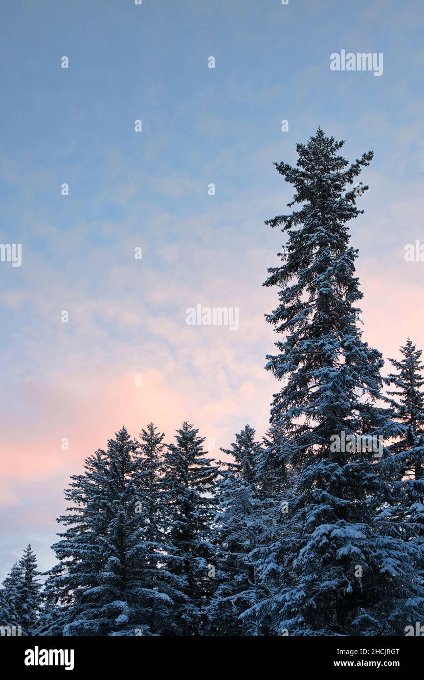 Trees with a sunset sky in Southeast Alaska Stock Photo - Alamy
