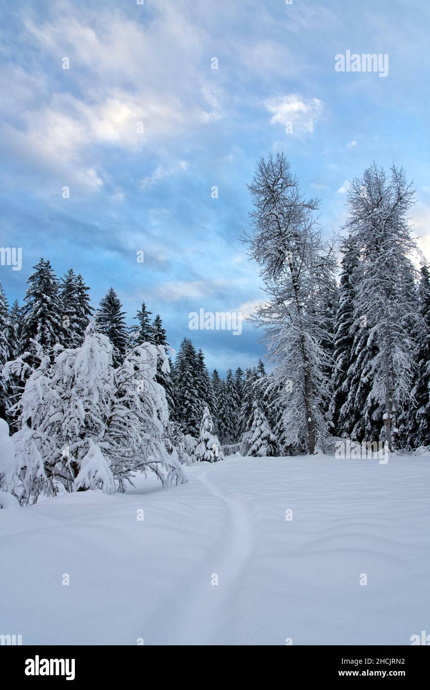 Snowshoe trail hi-res stock photography and images - Alamy