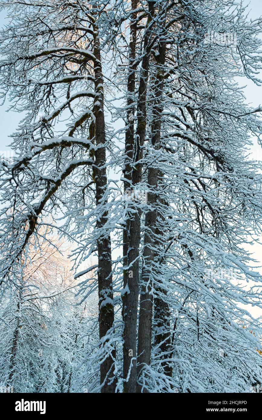Group of old cottonwood trees in winter in Southeast Alaska Stock Photo ...