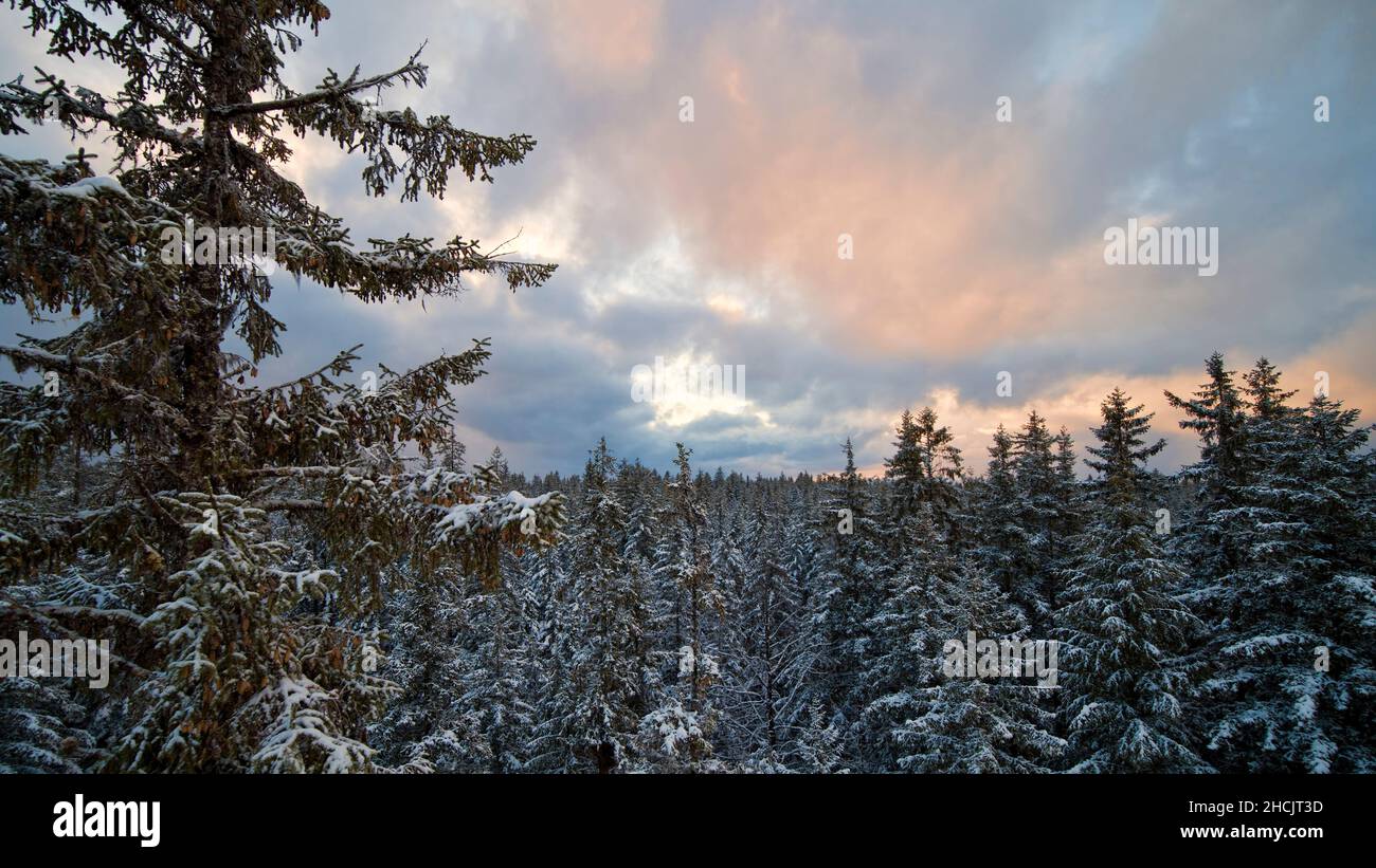 Southeast alaska hemlock hi-res stock photography and images - Alamy