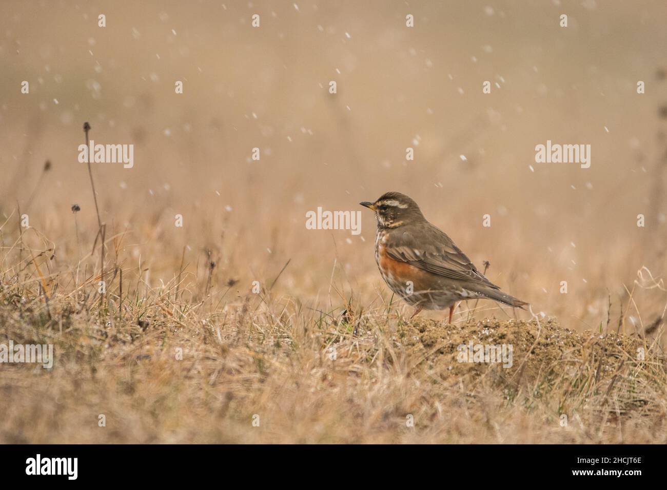 Redwing thrush species hi-res stock photography and images - Alamy