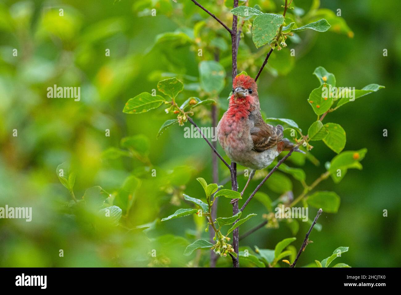 Common rosefinch, Carpodacus erythrinus (Erythrina erythrina Stock ...