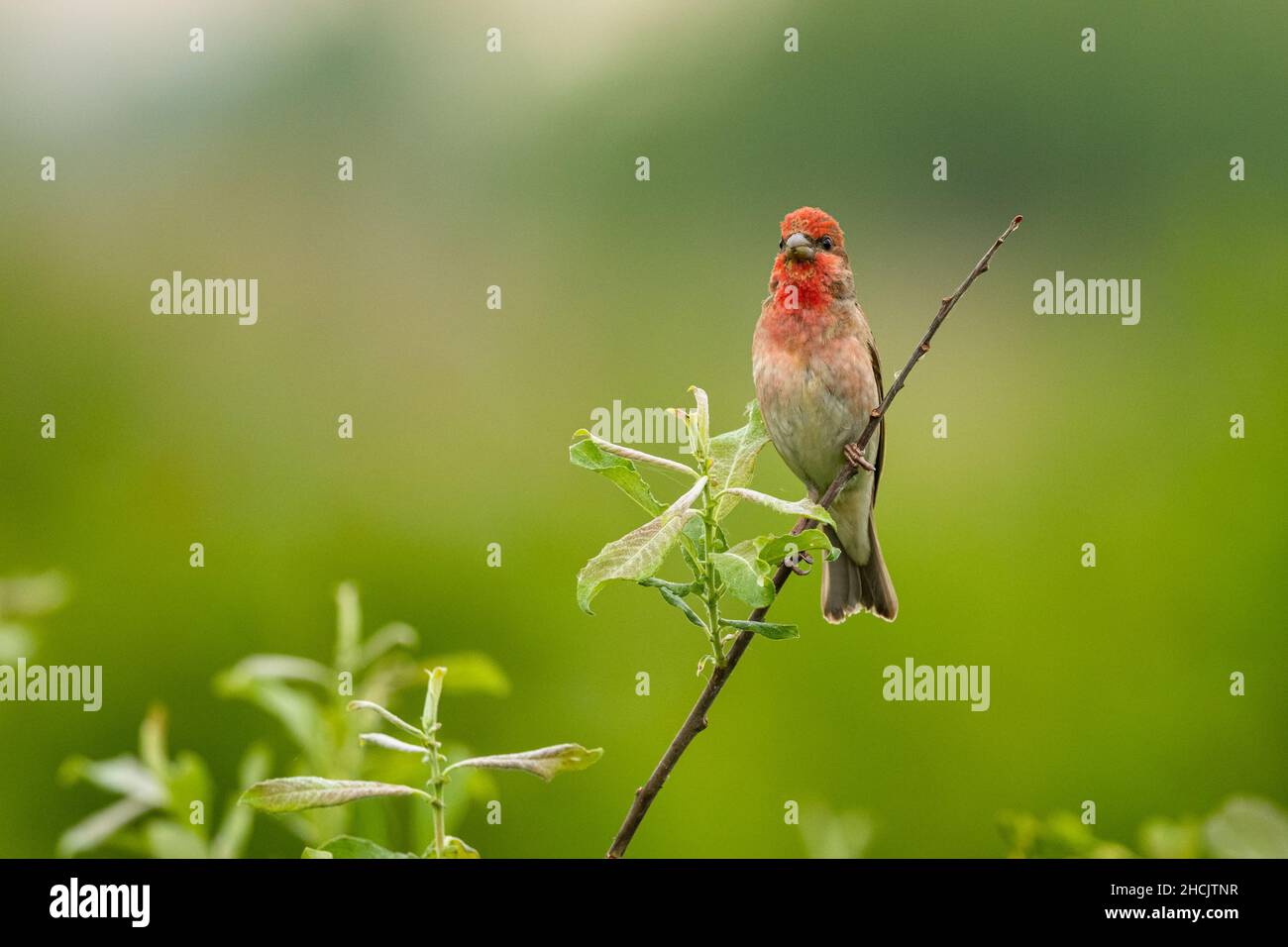 Common rosefinch, Carpodacus erythrinus (Erythrina erythrina Stock ...