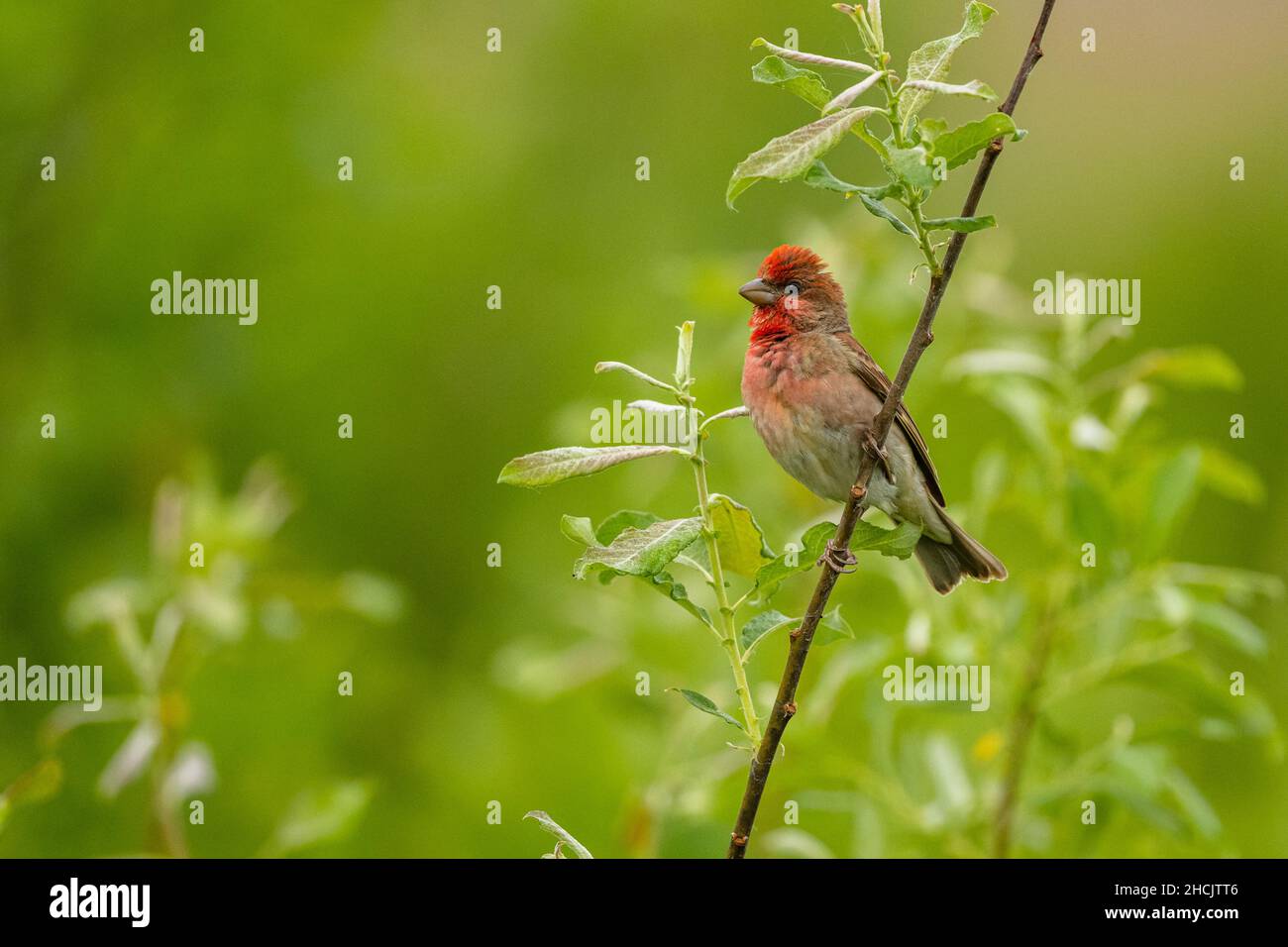 Common rosefinch, Carpodacus erythrinus (Erythrina erythrina Stock ...