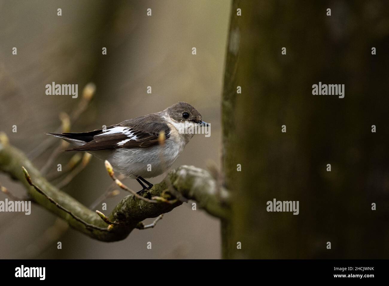 Collared flycatcher (Ficedula albicollis Stock Photo - Alamy