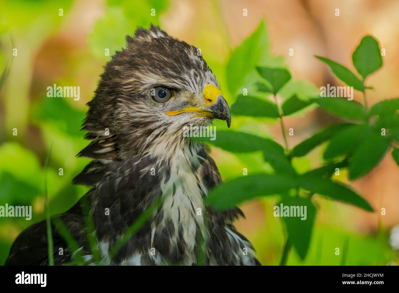 Buzzard hunting poland hi-res stock photography and images - Alamy