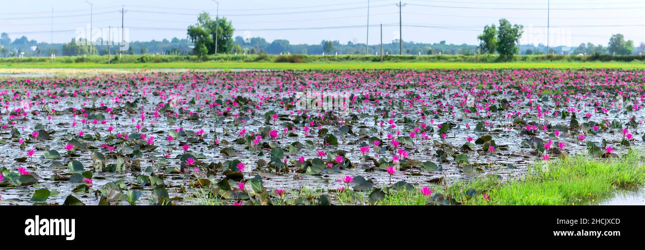 Fields water lilies bloom season in a large flooded lagoon. Flowers ...