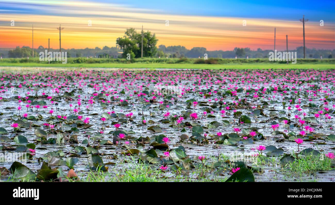 Fields water lilies bloom season in a large flooded lagoon. Flowers ...