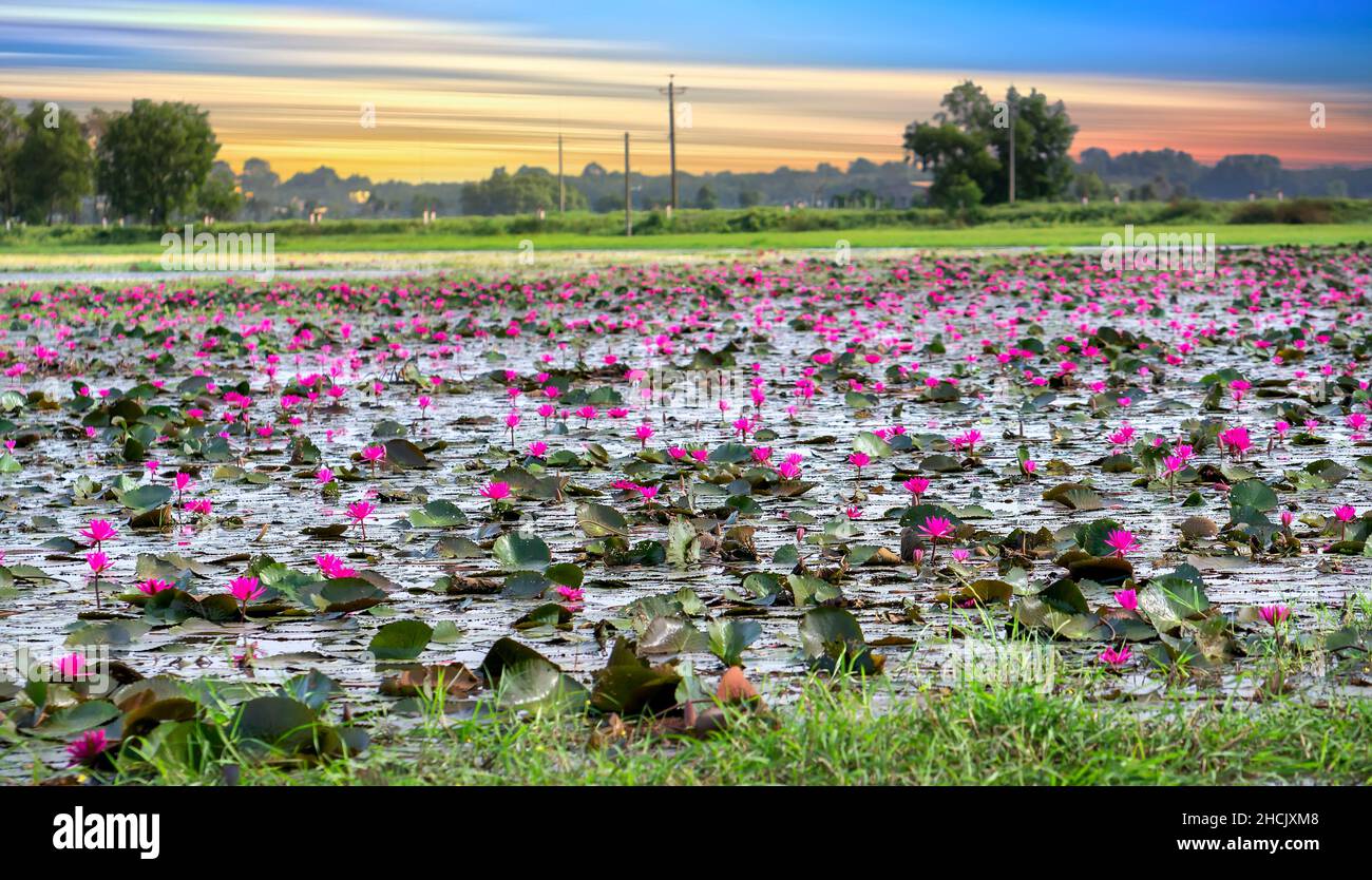 Fields water lilies bloom season in a large flooded lagoon. Flowers ...