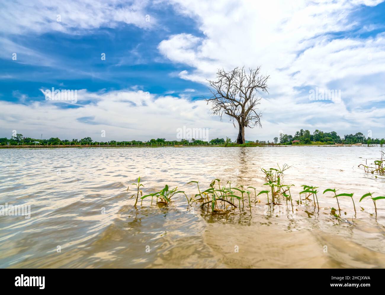 Solitary tree in flood hi-res stock photography and images - Alamy