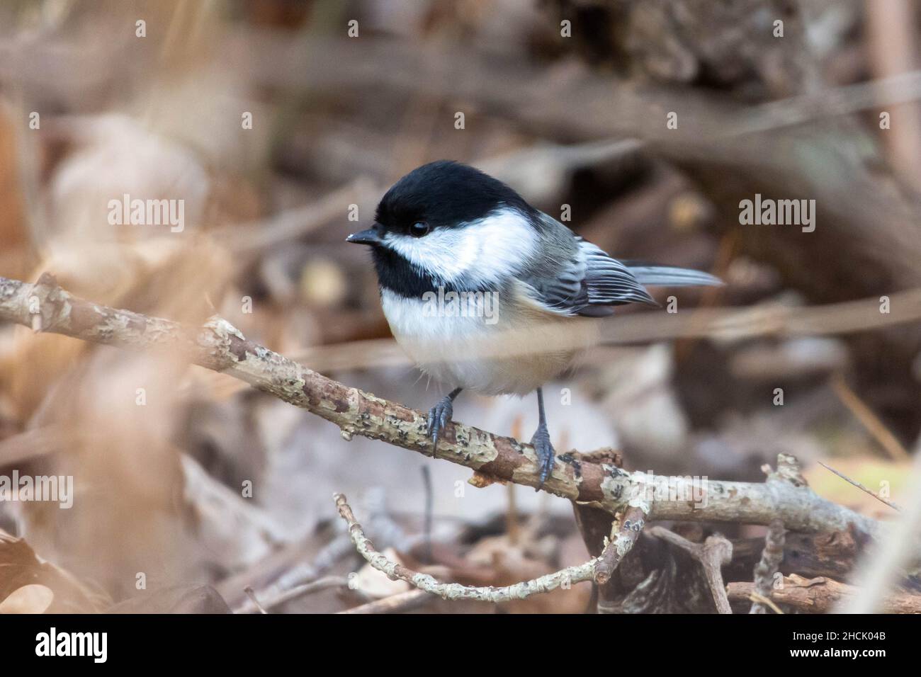 Chickadee bird close up view hi-res stock photography and images - Alamy