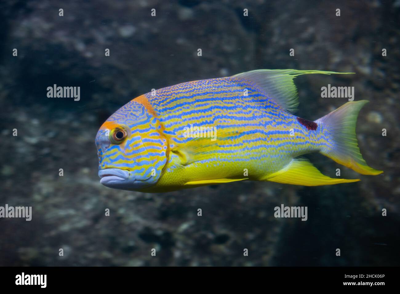 Close-up shot of a beautiful tropical sailfin snapper fish Stock Photo ...