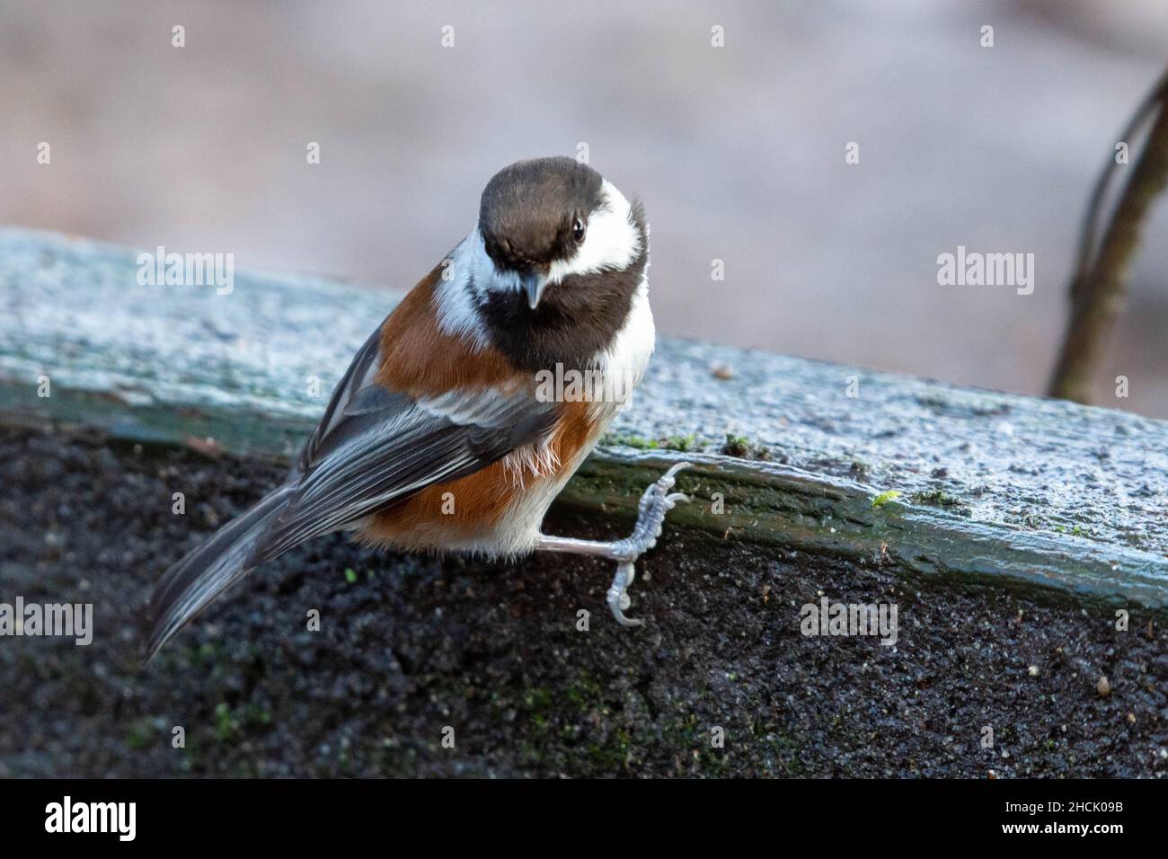 Chestnut Backed Chickadee (Poecile rufescens) jumping off ledge Stock ...