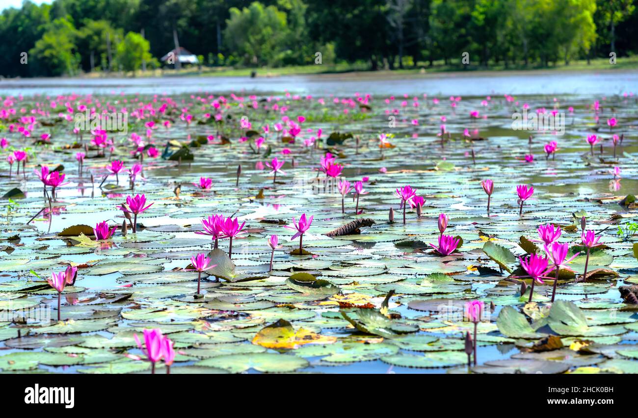 Fields water lilies bloom season in a large flooded lagoon. Flowers ...