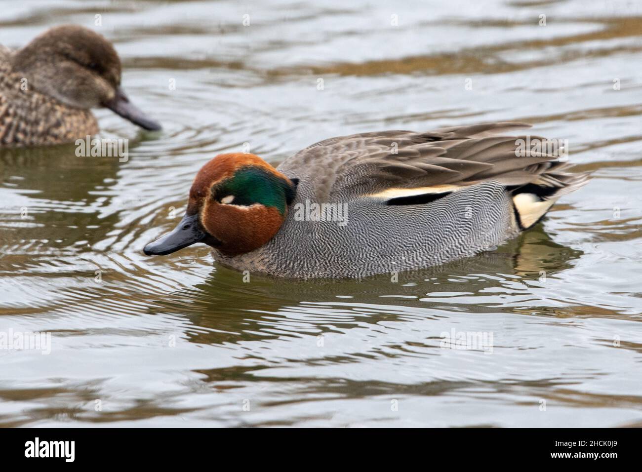 Female eurasian teal duck hi-res stock photography and images - Alamy