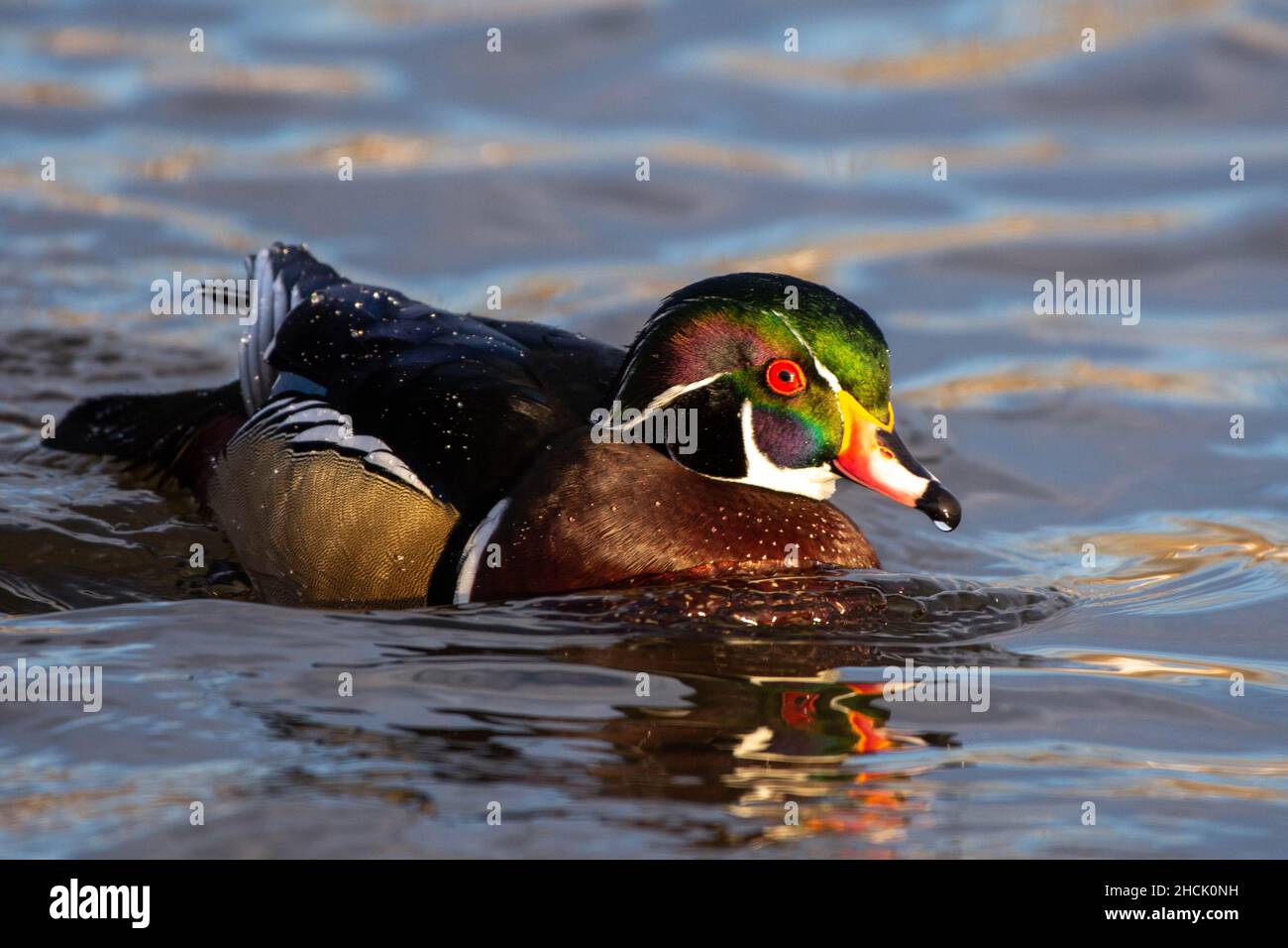Wood duck winter plumage hi-res stock photography and images - Alamy