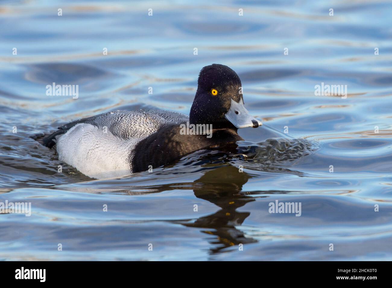 Lesser Scaup (Aythya affinis) male swimming in the water in winter ...